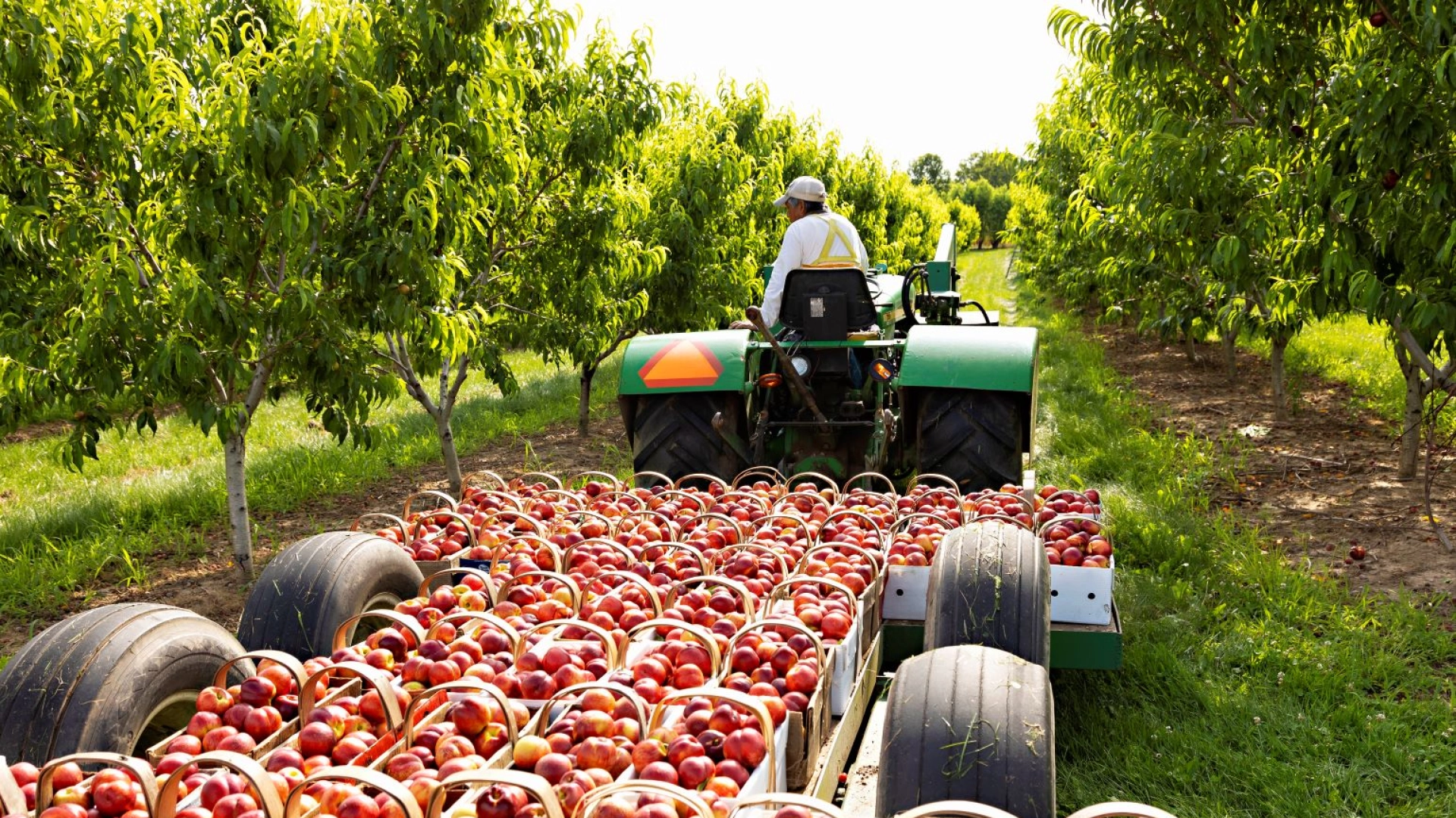 Ontario Fruit & Vegetable Growers' Association :: Home - OFVGA